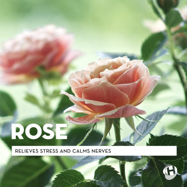 Four Plants To Alleviate Anxiety Symptoms | Healthy Me PA